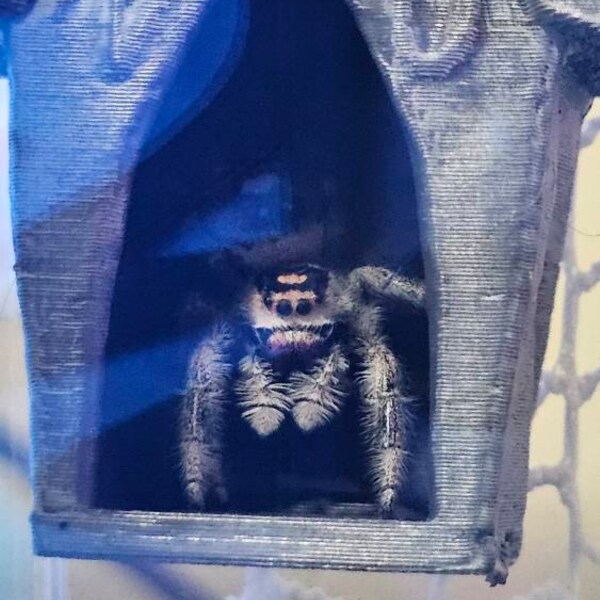 3D Printed Zero Dog House Jumping Spider Platform- NBC - Etsy
