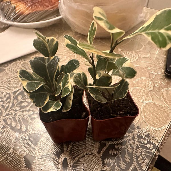 Ficus Triangularis Variegated | 4in Pot | Cuttings - Etsy