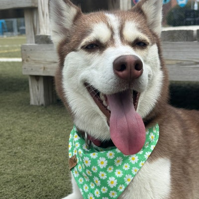 Cinco De Mayo Dog Bandana Pinata Dog Bandana Piñata Dog Scarf Cinco De ...