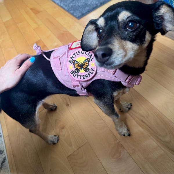 Neuro Spicy Brain Patch - Neurodiverse and Proud - Embroidered Iron on ...