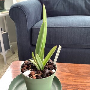 Bc. Yellow Bird B. Nodosa X Bc. Richard Mueller EASY GROWER BLOOMING ...