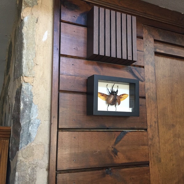 Framed Rhinoceros Beetle Taxidermy Display - Etsy