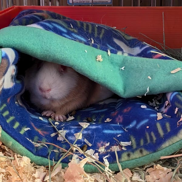 Guinea Pig Fleece Tunnel Guinea Pig Bed Guinea Pig Sleep Guinea Pig ...