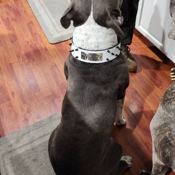 Leather Dog Collar, Personalized Name Plate, Bucket Studded Leather Dog ...