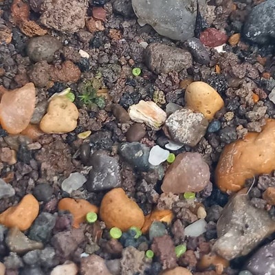 Crassula columnaris / 20 semillas Templo de Buda - Etsy España