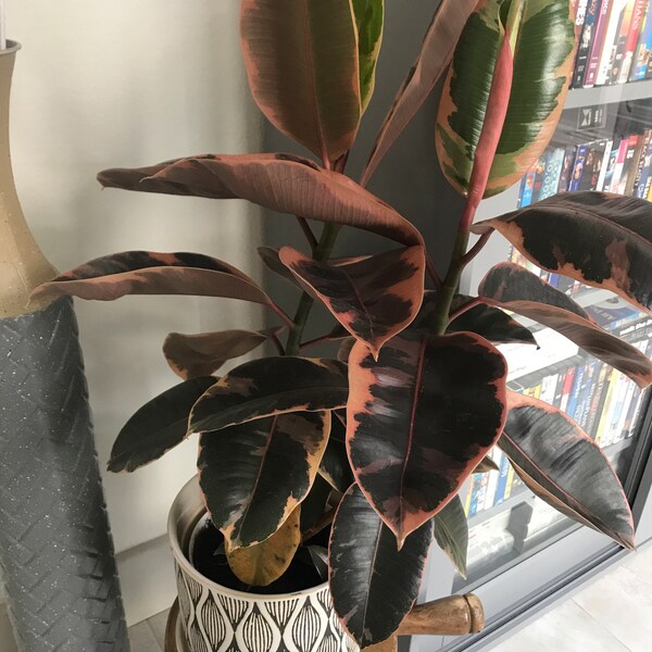 Ficus Decora RUBY Ficus Elastica Rubber Plant Live House Plant - Etsy