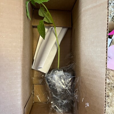 Fraxinus Pennsylvanica, Green Ash Tree Seedling - Etsy