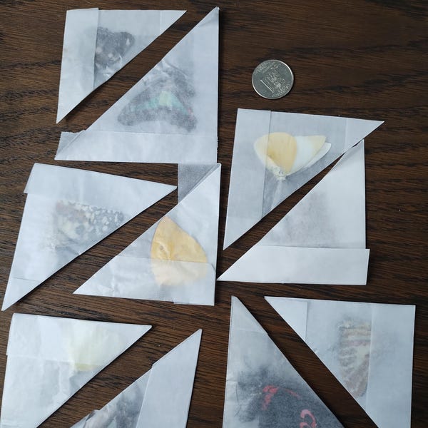 The GIANT Centipede scolopendra Subspinipes Framed & Mounted Arachnid ...