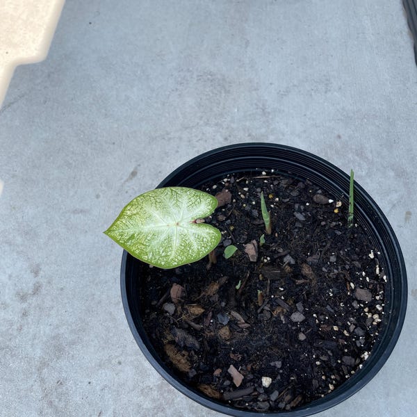 Pink Princess Symphony Caladium Live Bulb, Starter Plant for Spring ...
