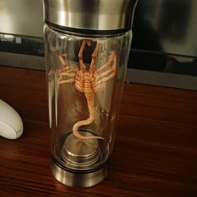 1:6 Scale Alien Egg Facehugger Embryo Xenomorph Egg 1/6 Scale - Etsy