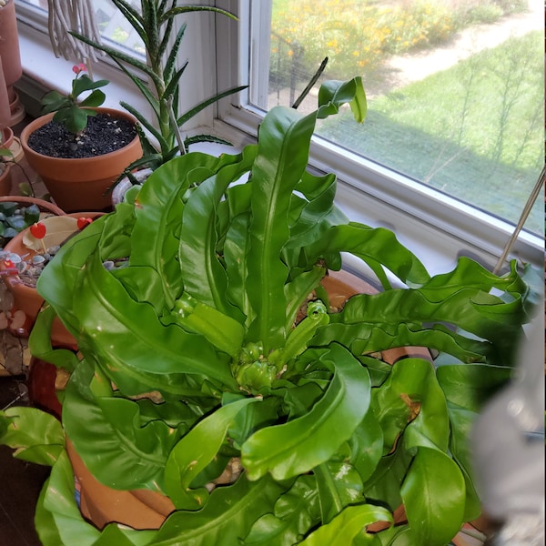 Hurricane Bird’s Nest Fern Asplenium Antiquum - Etsy
