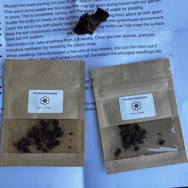 Beach Sunflower Seeds (helianthus Debilis) 30 Count - Bring Coastal ...