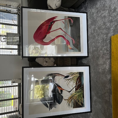 Pink Flamingo Vintage Art Print, Birds of America Decor, Antique Bird ...