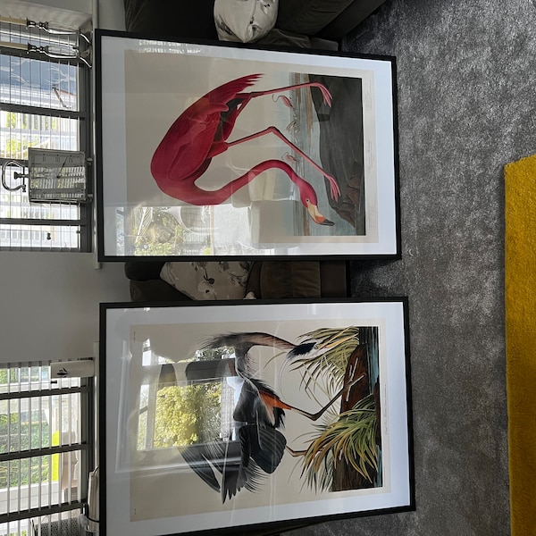 Pink Flamingo Vintage Art Print, Birds of America Decor, Antique Bird ...