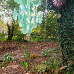 Fulgoraria Rupestris Volute Voluta Shell 4-1/2 - Etsy