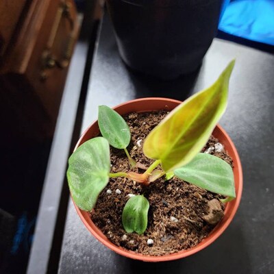 Philodendron El Choco Red Starter Plant ALL STARTER PLANTS Require You ...