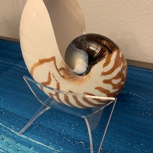 Nautilus Shell I Coastal Seashell I Coastal Decor I Large Seashell I ...