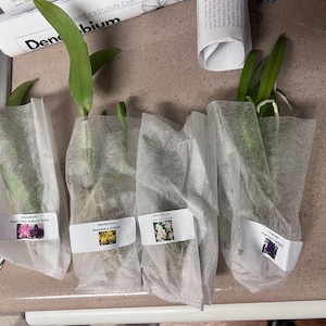 Mini Orchids Rare Perfect for Terrariums, Lonopsis, Mini Vandas, Mini ...