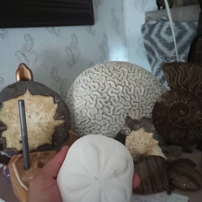 Imperial Volute Conch Shell Horn Spikes Unique Large Display Seashell ...