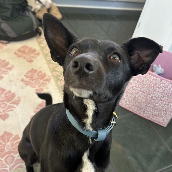 Biothane® Waterproof Rolled Slip Lead - Etsy