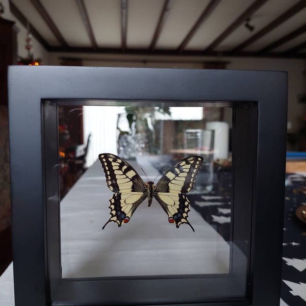 Mounted Fox (trophy) - Etsy