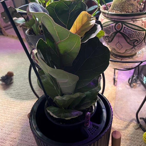 FOSTER 4-pack LIVE 4 Inch Kalanchoe, Blooming Houseplant, Gardening ...