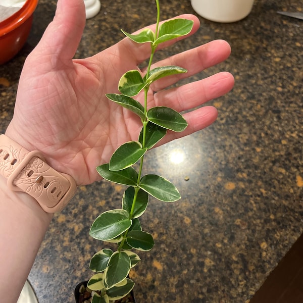 Hoya 'mathilde' (inner Variegated) | 2-inch | Exact Plant | Free Live ...
