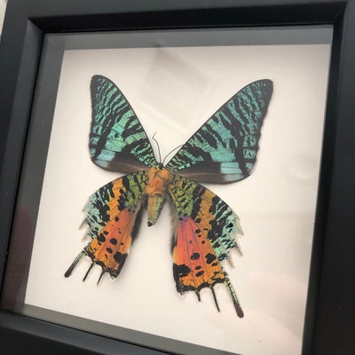 Sunset Moth Real Framed Moth Taxidermy - Etsy