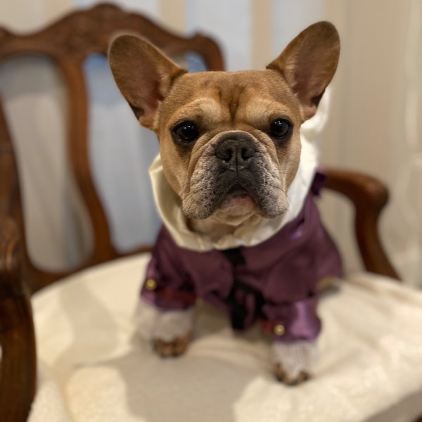 Dog Costume, Dog Thomas Jefferson Costume, Thomas Jefferson, Dog ...