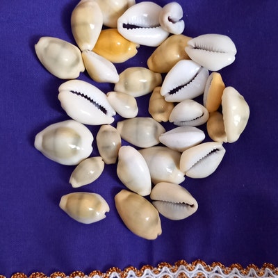 Brown Cockles Sea Shells 100g-500g Crafts Art Fish Tanks - Etsy UK