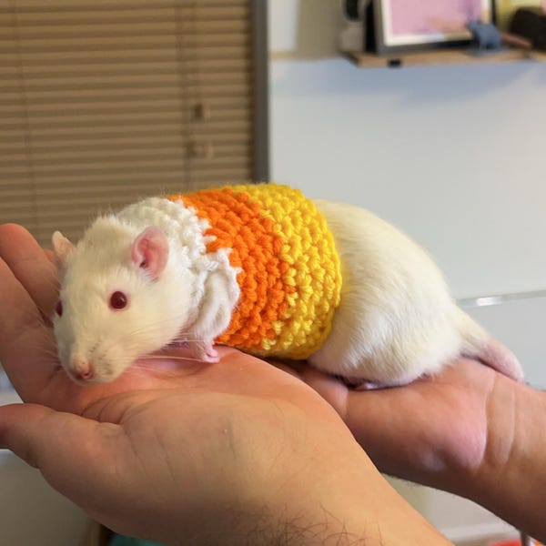 Bearded Dragon Candy Corn Costume Sweater, Halloween Lizard Sweater ...