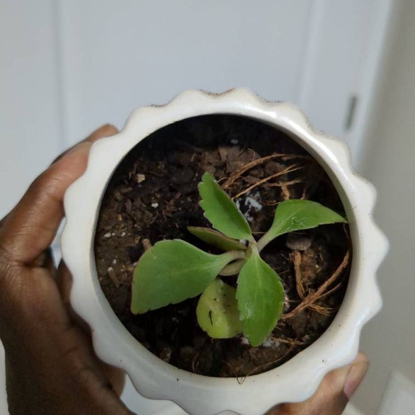 Wildcrafted Jamaican Cerasee (momordica Charantia) | Bitter Melon Dried ...