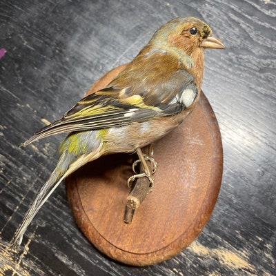 Vintage BESWICK Kingfisher Bird Figure 2371 Made in England - Etsy