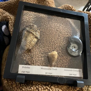 Authentic Real Fossil Set in 3D Frame Ammomite | Trilobite | Mosasaurus ...