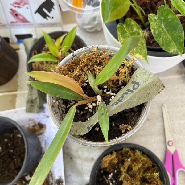 Philodendron Pluto “choco Empress” Starter Plant (ALL STARTER PLANTS ...