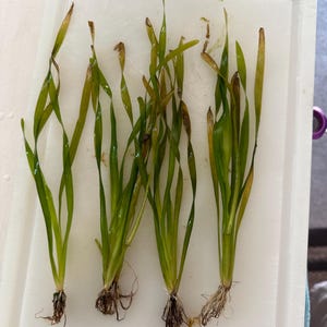 Sensitive Plant or Neptunia Aquatica Floating Aquatic Pond Plant pack ...