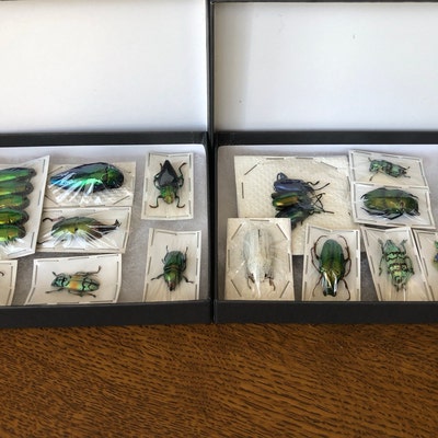 Real Beetle/insect Specimen / Cloche Jar Insect Display Specimen ...