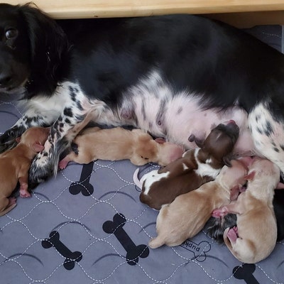 Whelping Box, Weaning Box, Small, Dog/puppy Pen, Quickwhelp - Etsy