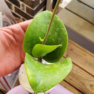 Hoya Australis Ssp. Keysii Easy to Grow Hoya - Etsy