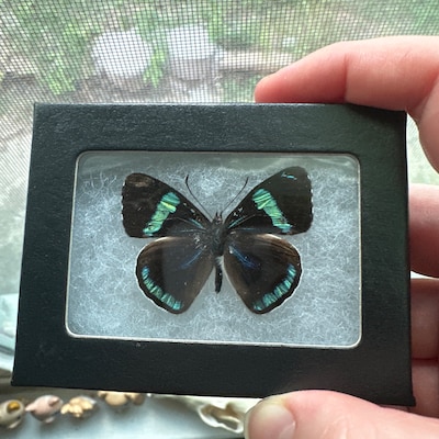 Papilio Elwesi Red Black Swallowtail Butterfly China - Etsy