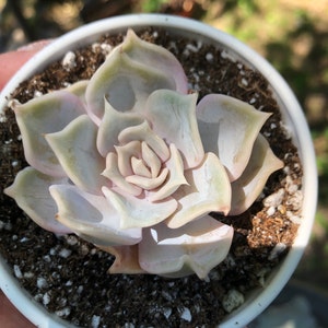 Tanquana Prismatica Rare Living Stone 10 Seeds - Etsy