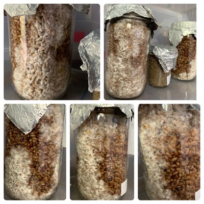Burn Morel Liquid Mushroom Culture for Mushroom Cultivation. - Etsy