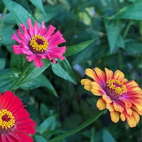 50 CAROUSEL MIX ZINNIA Elegans Carrousel Whirligig Mixed Colors Bicolor ...