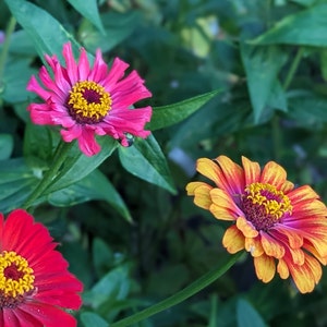 200 WHITE GLADE MALLOW Napaea Dioica Flower Seeds - Etsy