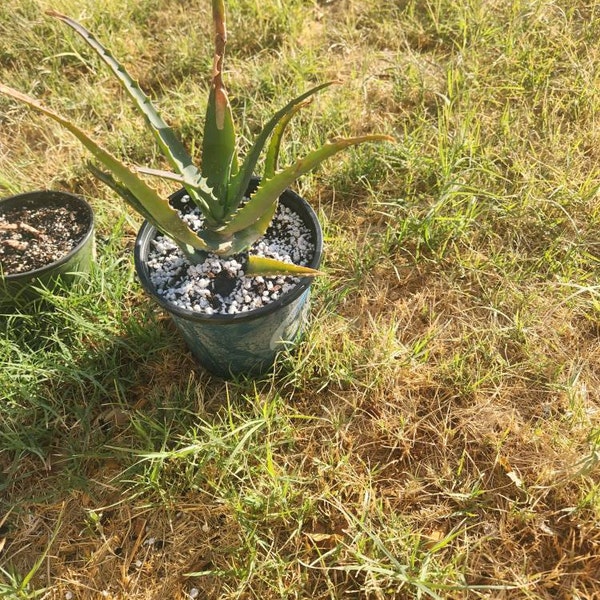 Brachychiton Rupestris Australian Bottle Tree. Queensland Bottle Tree ...