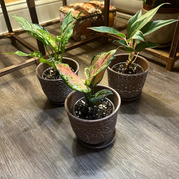 Calathea Plant Maranta Lemon Lime Live Calathea Prayer Plants ...