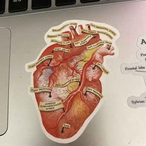 Cattle Nervous System Science Art Poster Veterinary decor | Etsy