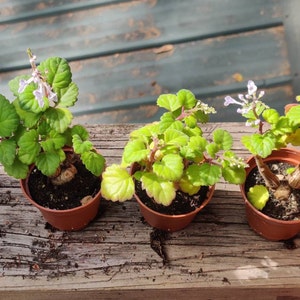 Bonsai Mint plectranthus Ernstii Caudex - Etsy