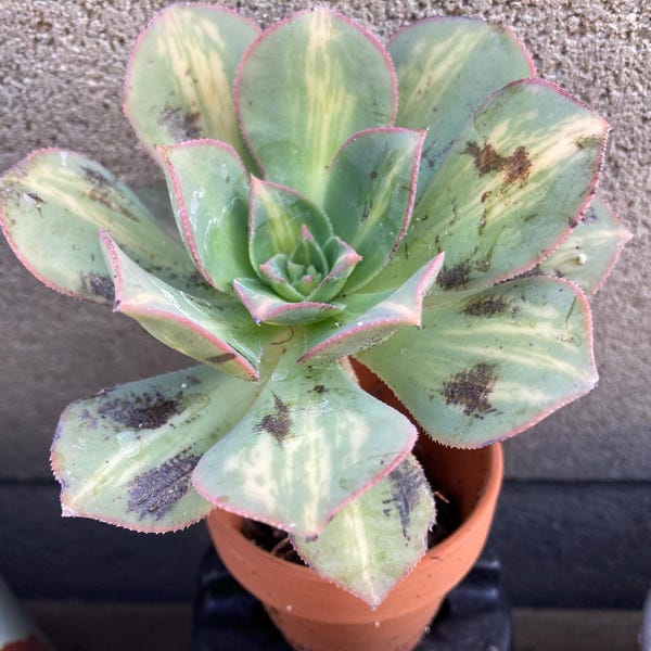 Peperomia 'ruby Cascade' Succulent Plant - Etsy