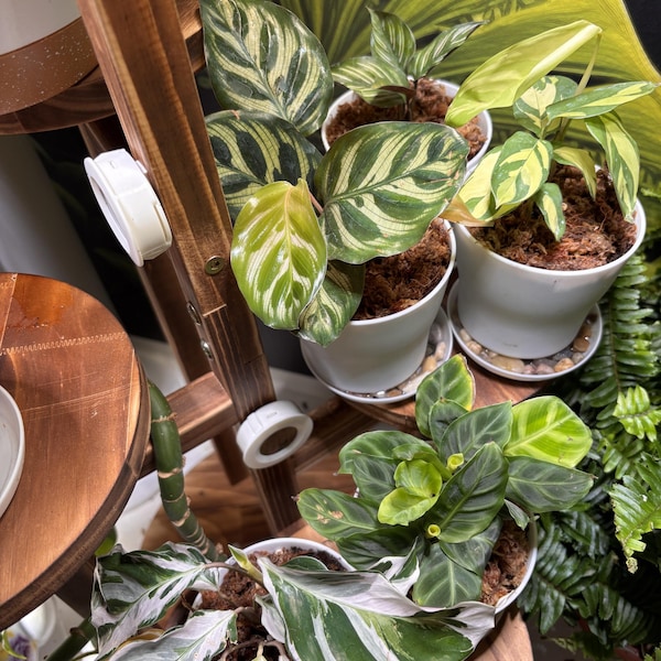 Calathea Assorted Starter Pack | Calathea Starter Plants | Rooted ...